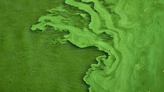 Signification de la couleur verte : espérance et chance