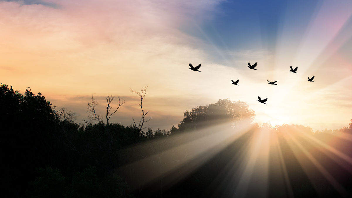 Quel est le message et la symbolique des oiseaux